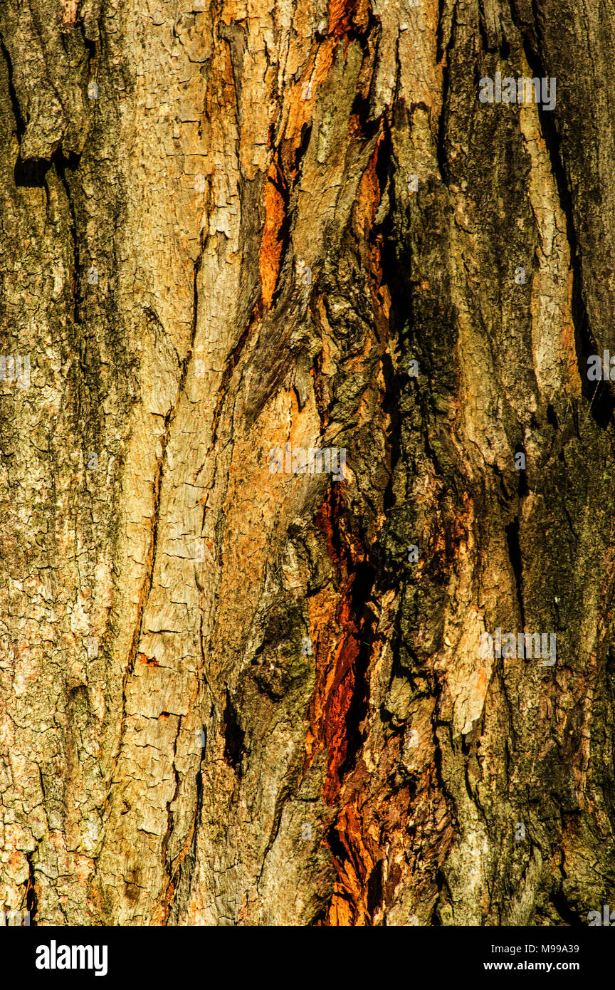 Close up of details of real tree old wooden texture. Wood background ...