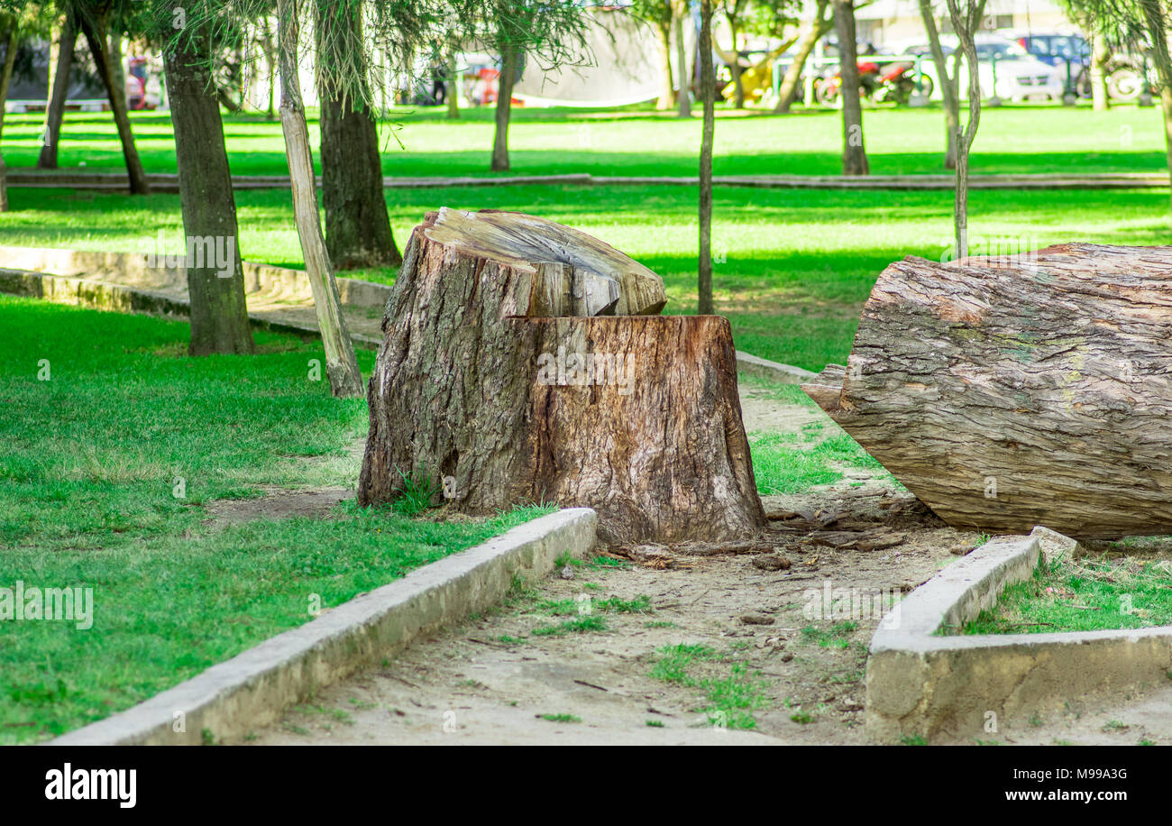 Outdoor view of felled timber in the forest Stock Photo - Alamy