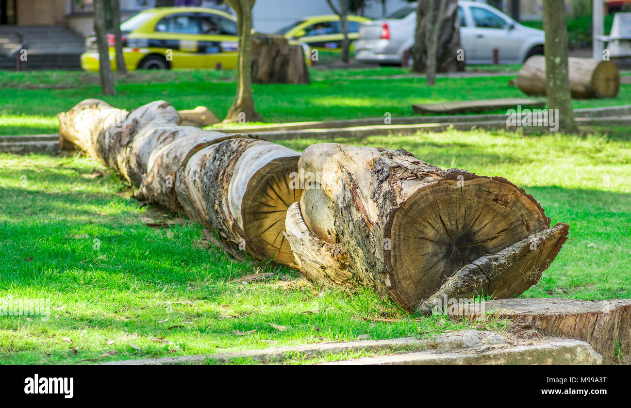 Lumber amazon rainforest hi-res stock photography and images - Alamy