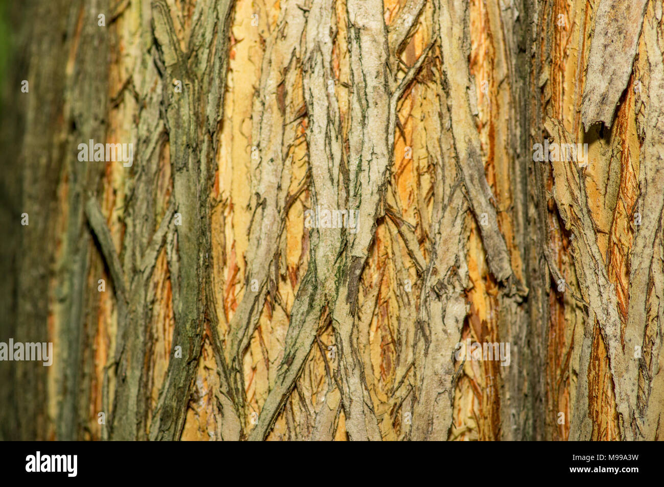 Close up of details of real tree old wooden texture. Wood background ...
