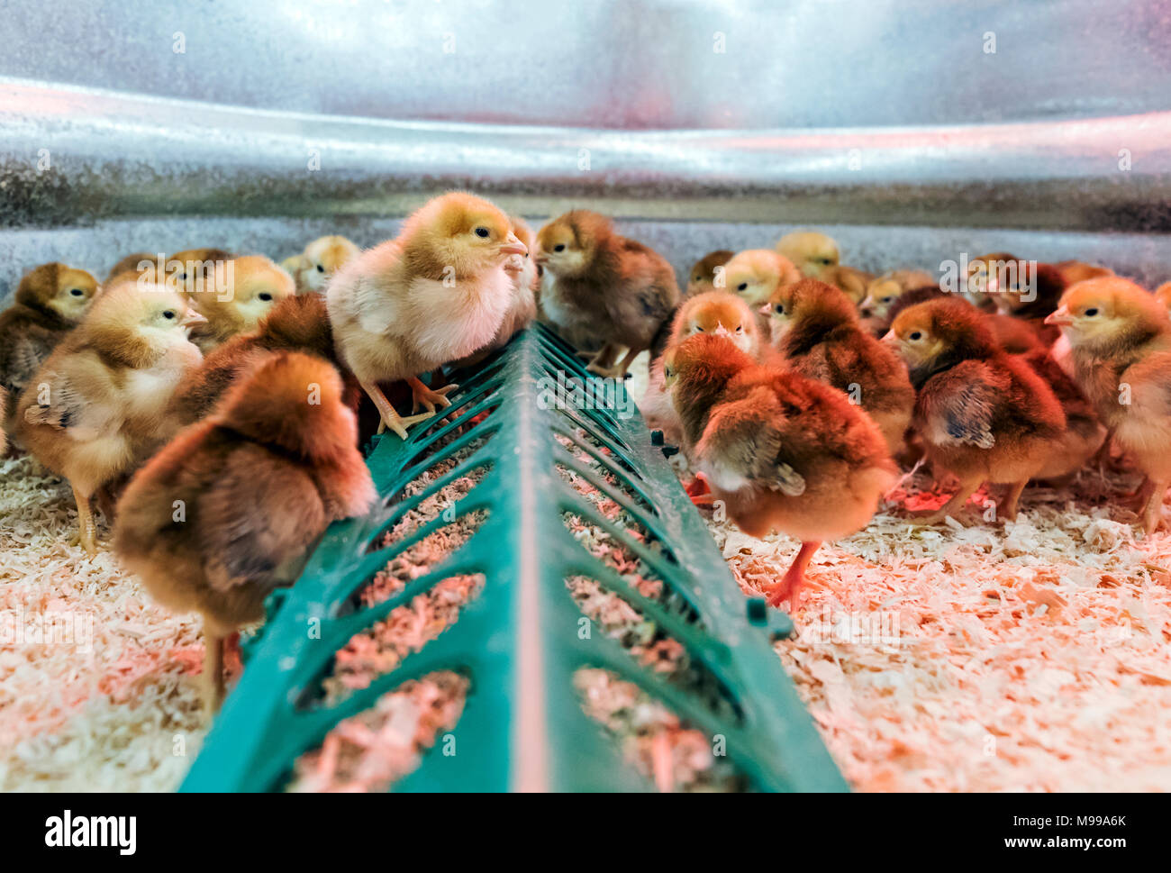 Rhode Island Red Pullet baby chicks for sale at ranch & farm supply ...