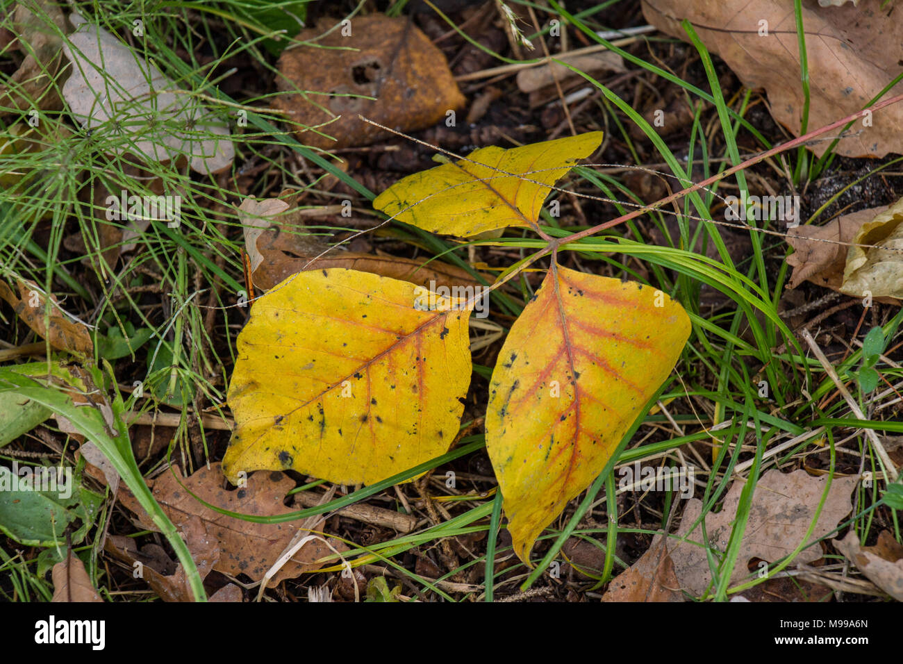 Itasca state park hi-res stock photography and images - Alamy