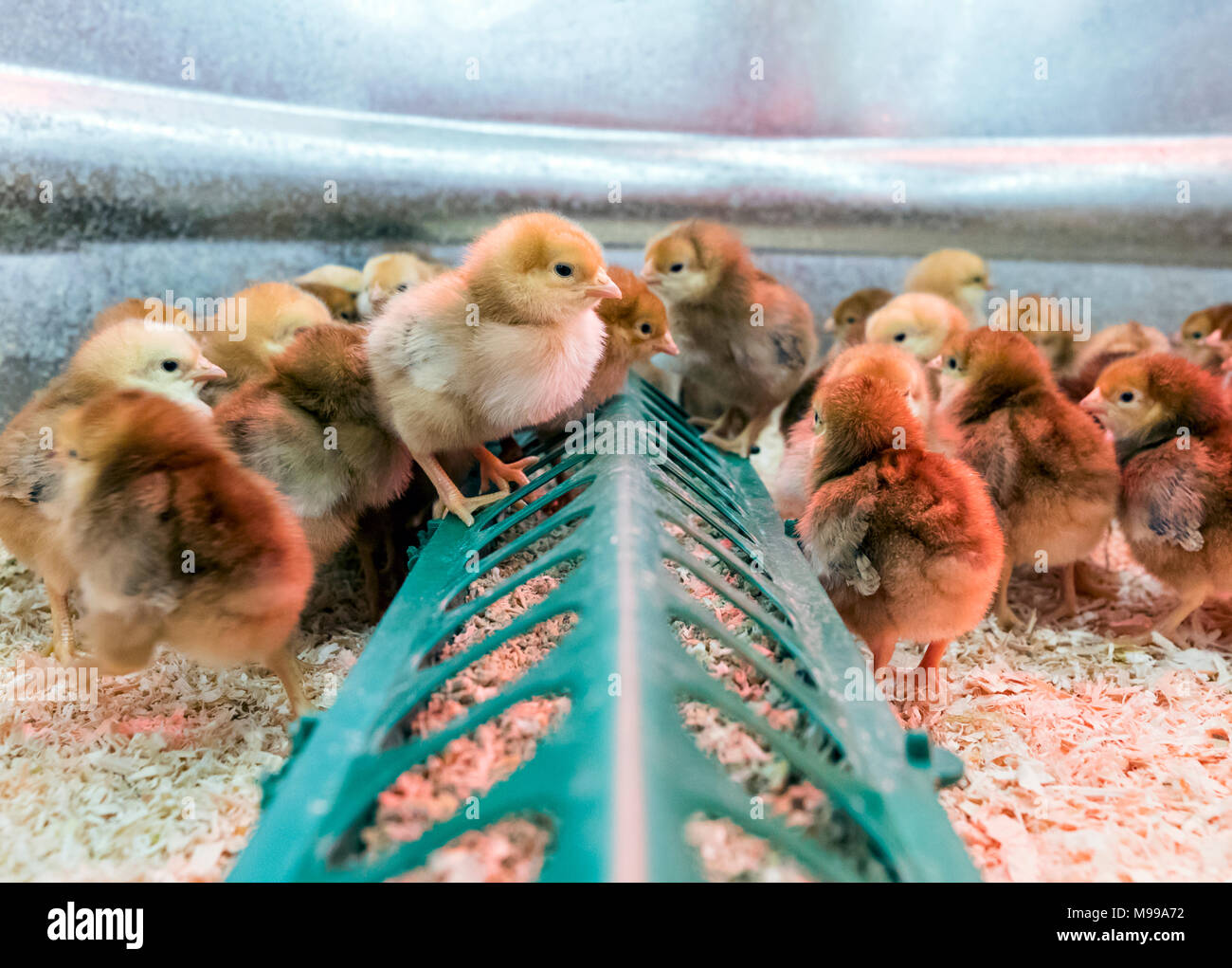 Rhode Island Red Pullet baby chicks for sale at ranch & farm supply ...