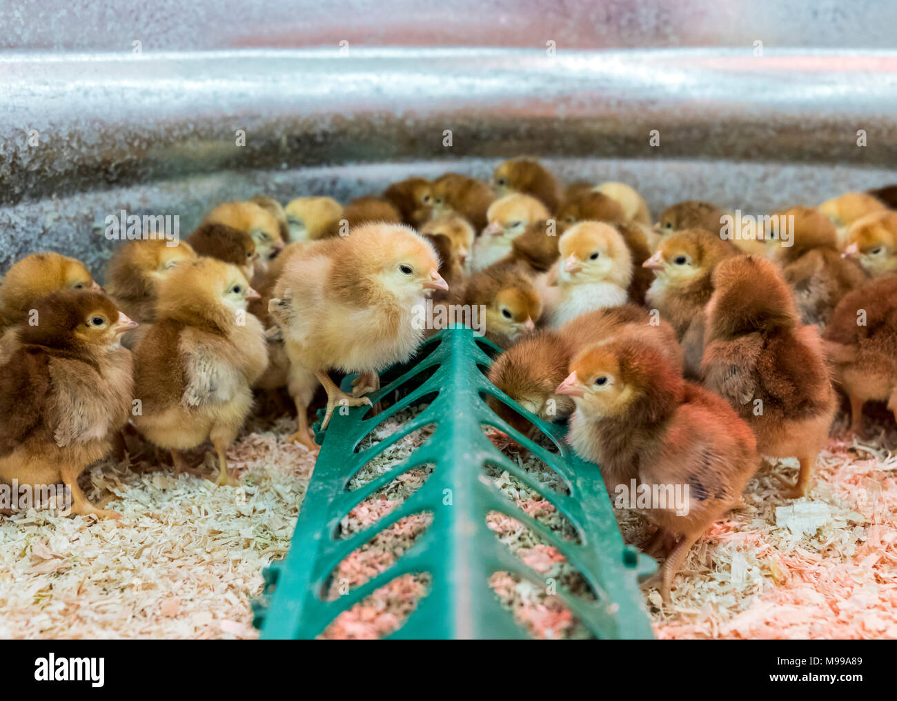 Rhode Island Red Pullet baby chicks for sale at ranch & farm supply ...