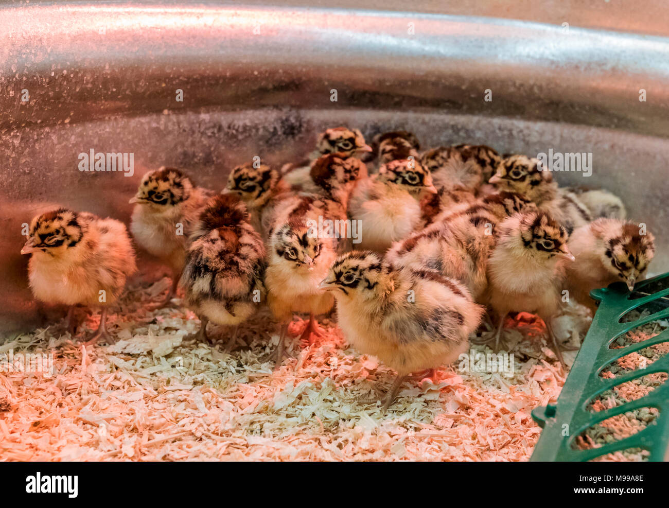 Buttercup Pullet baby chicks for sale at ranch & farm supply store ...