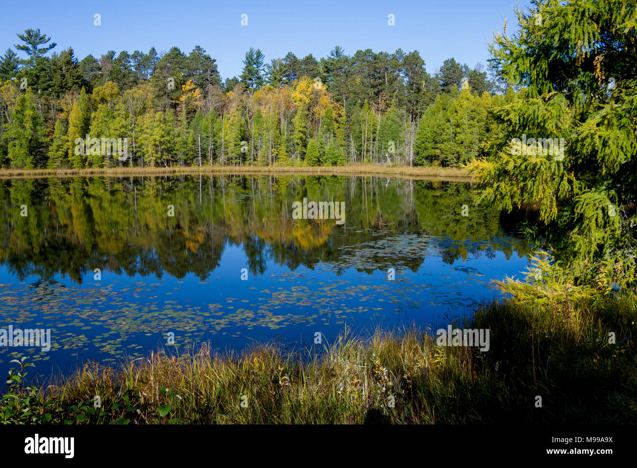 Fall colors reflect on a quiet bay of Lake Itasca, headwaters of stye ...