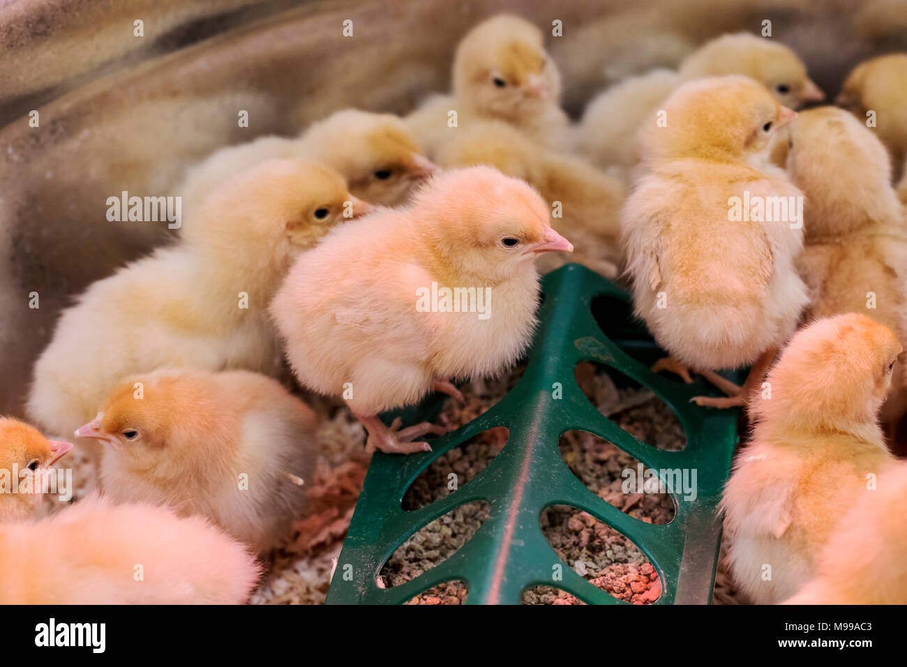 Buff Orpington baby chicks for sale at ranch & farm supply store ...