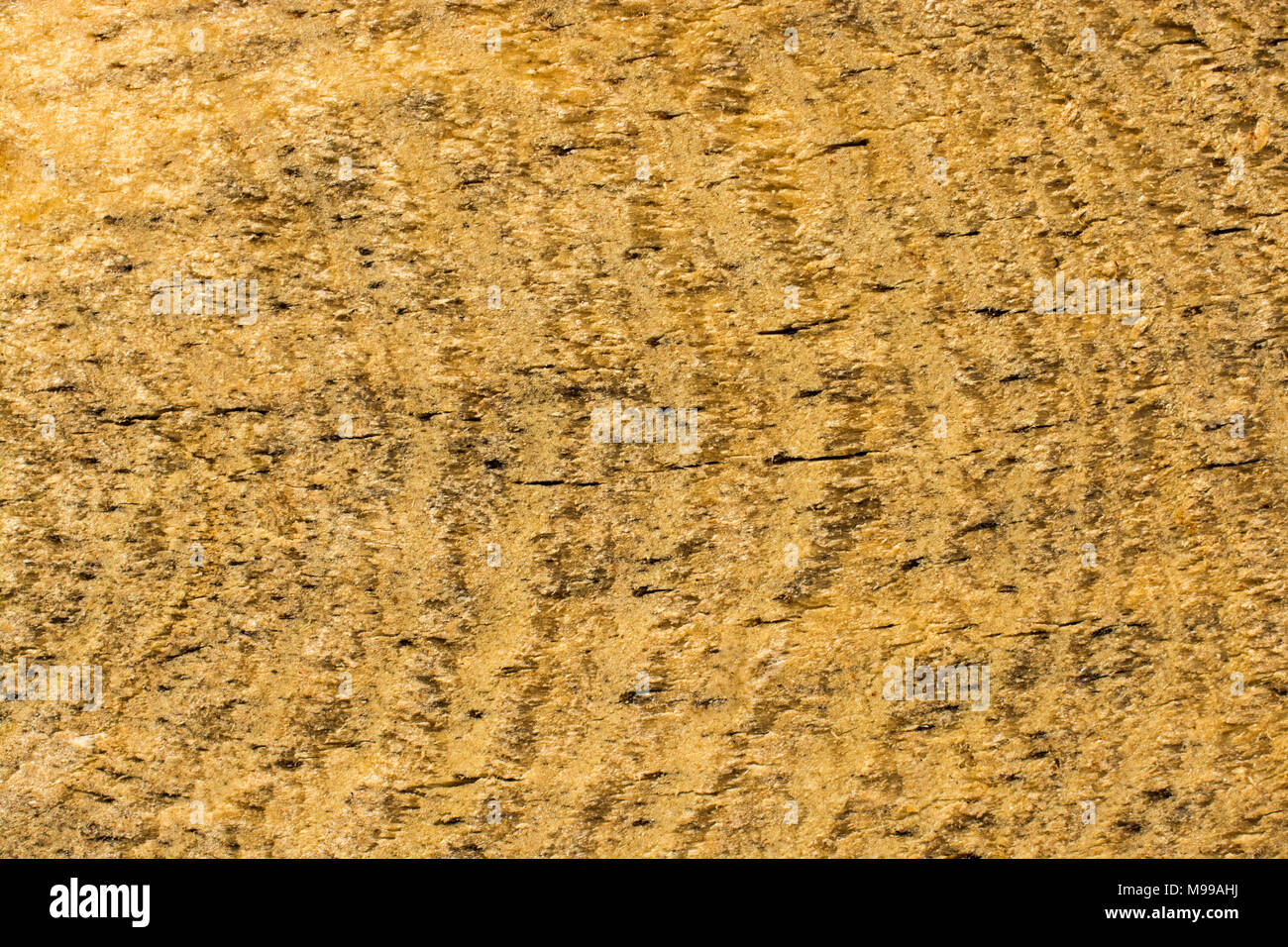 Cut tree stump surface as a background texture Stock Photo - Alamy