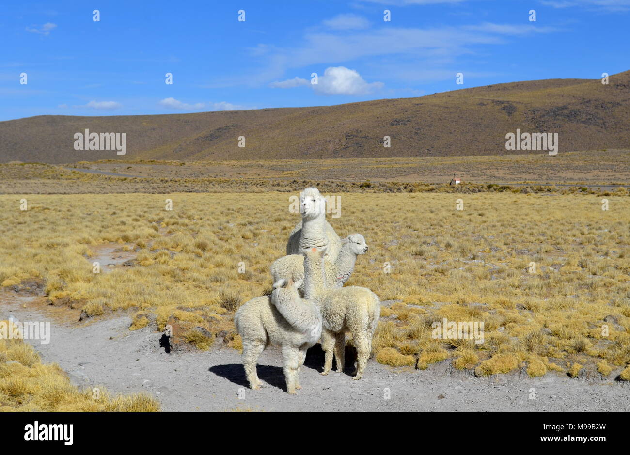 Alpaca Llama in Andes Mountains, Peru, South America Stock Photo - Alamy