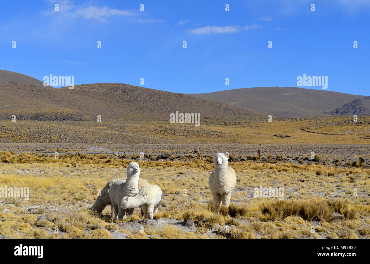 Llama in andes mountains peru hi-res stock photography and images - Alamy