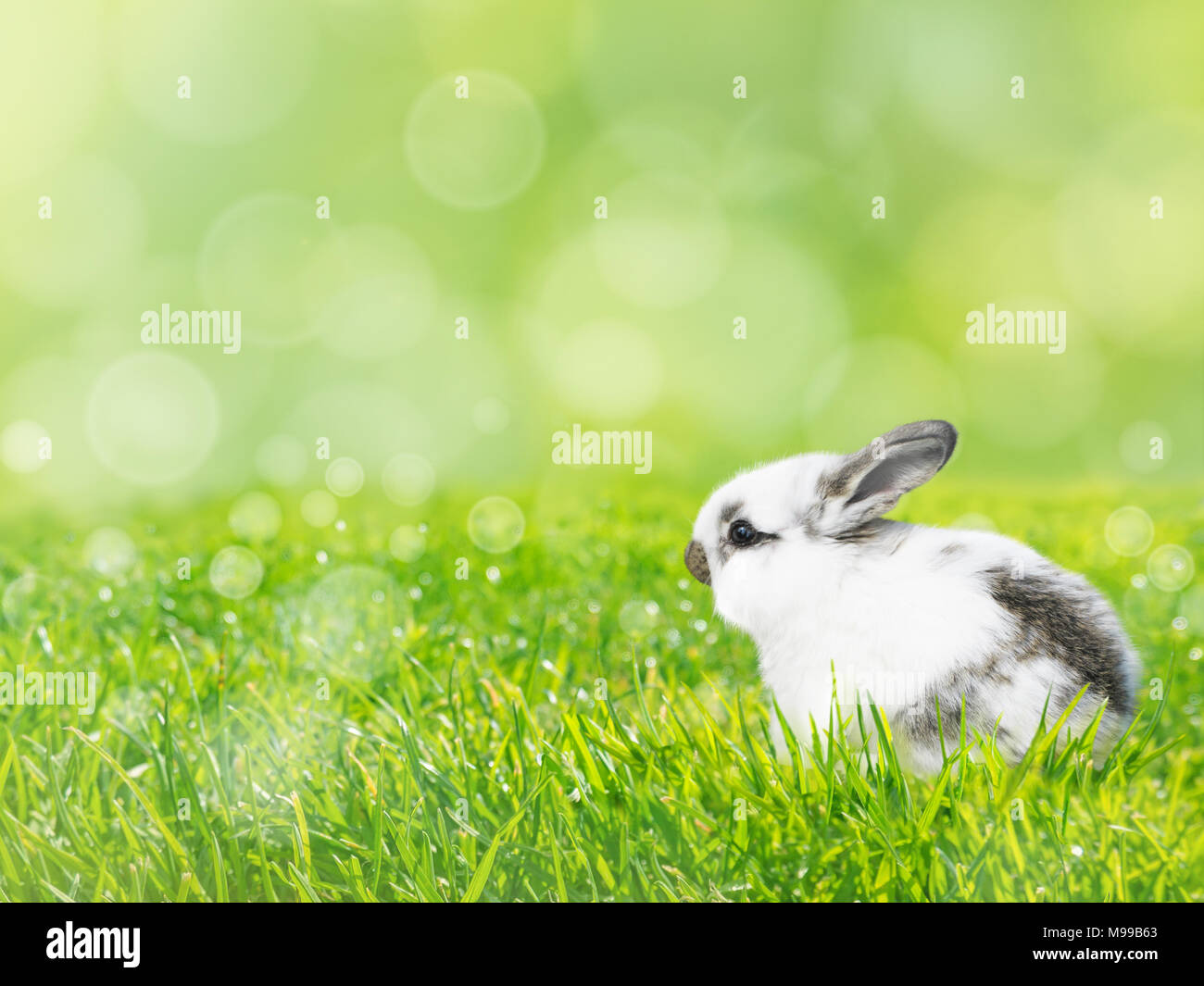 White Easter rabbit on the fresh green grass lawn spring blurred ...