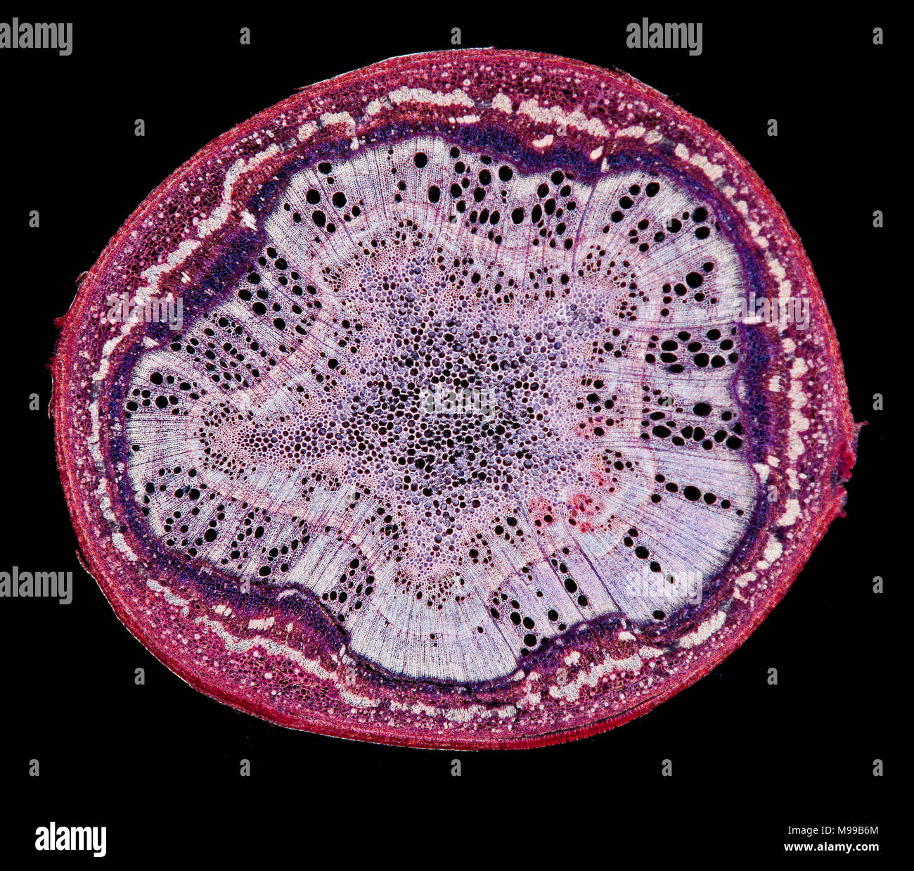 Xylem Micrograph High Resolution Stock Photography and Images - Alamy