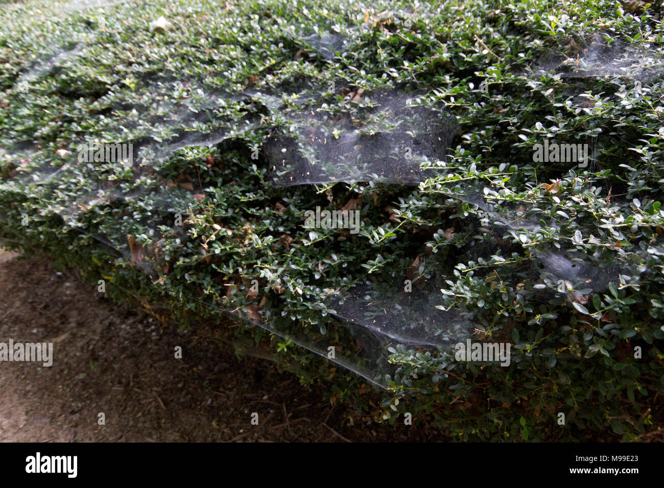 Bush covered in webs hi-res stock photography and images - Alamy