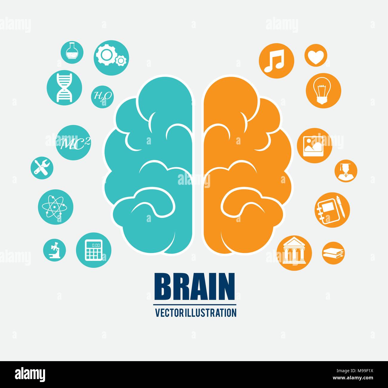 Intelligence of the human brain Stock Vector Image & Art - Alamy