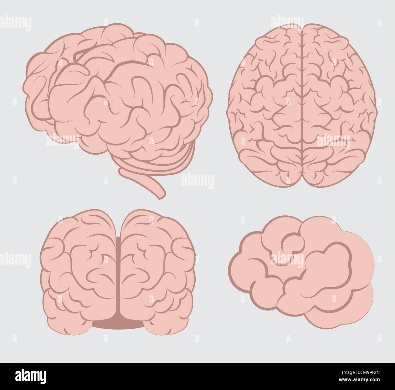 Intelligence of the human brain Stock Vector Image & Art - Alamy