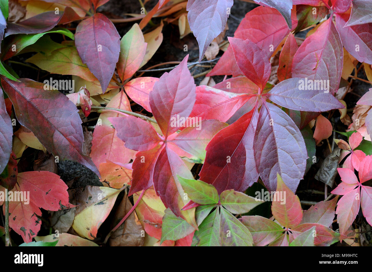 Red leaf vine hi-res stock photography and images - Alamy