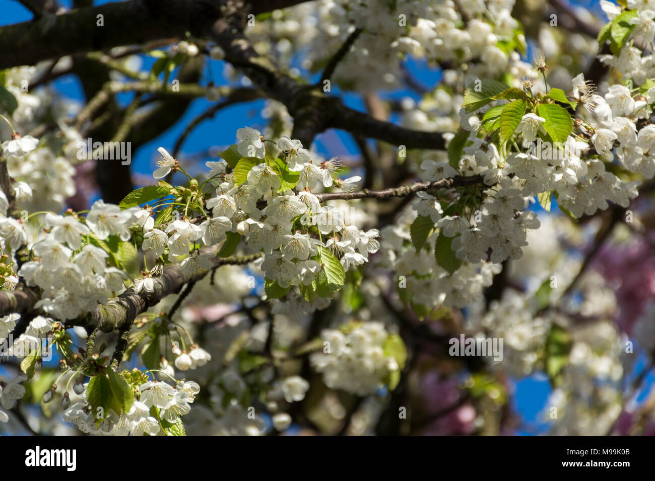 The beauty of Spring season Stock Photo - Alamy