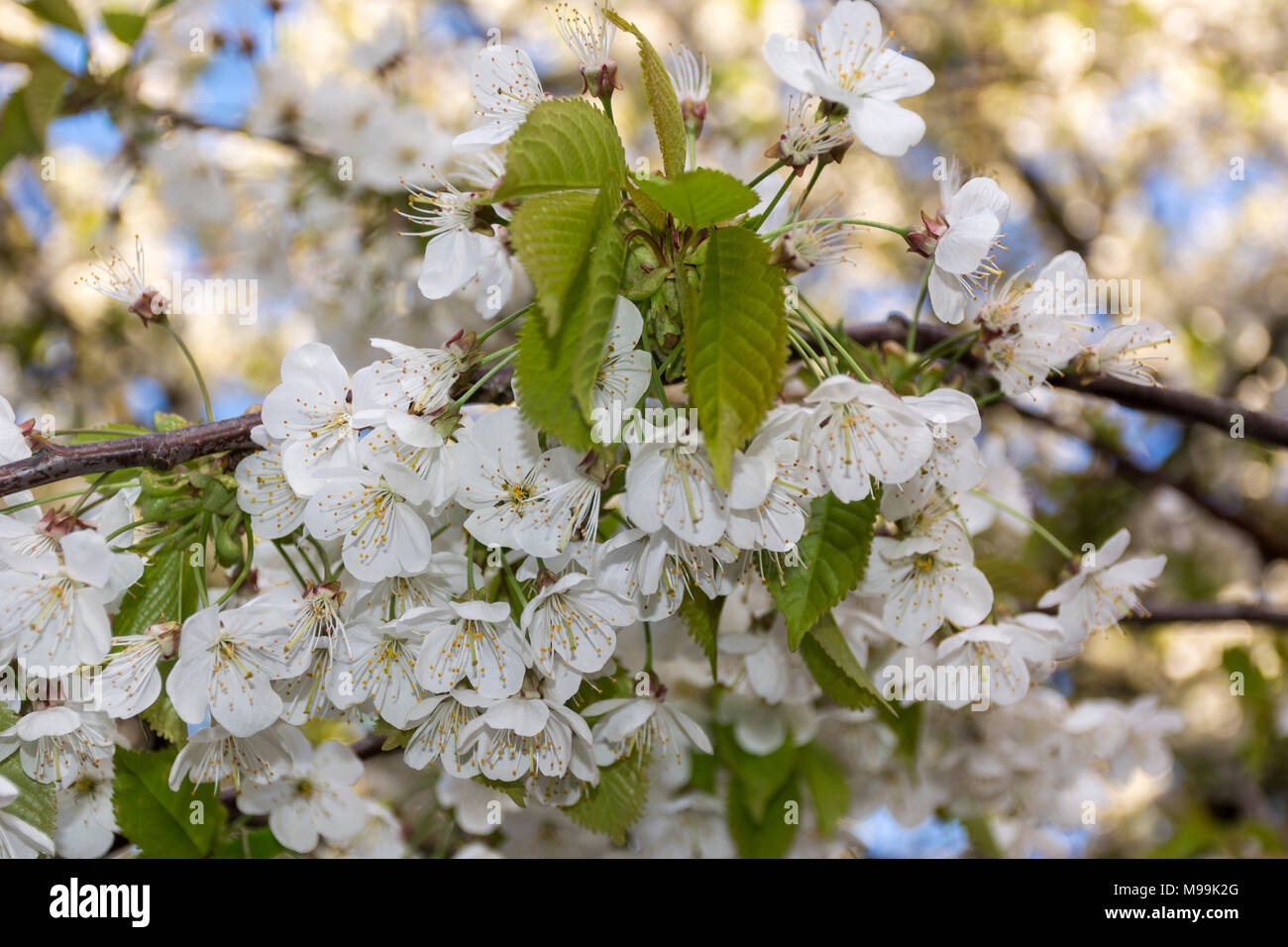 The beauty of Spring season Stock Photo - Alamy