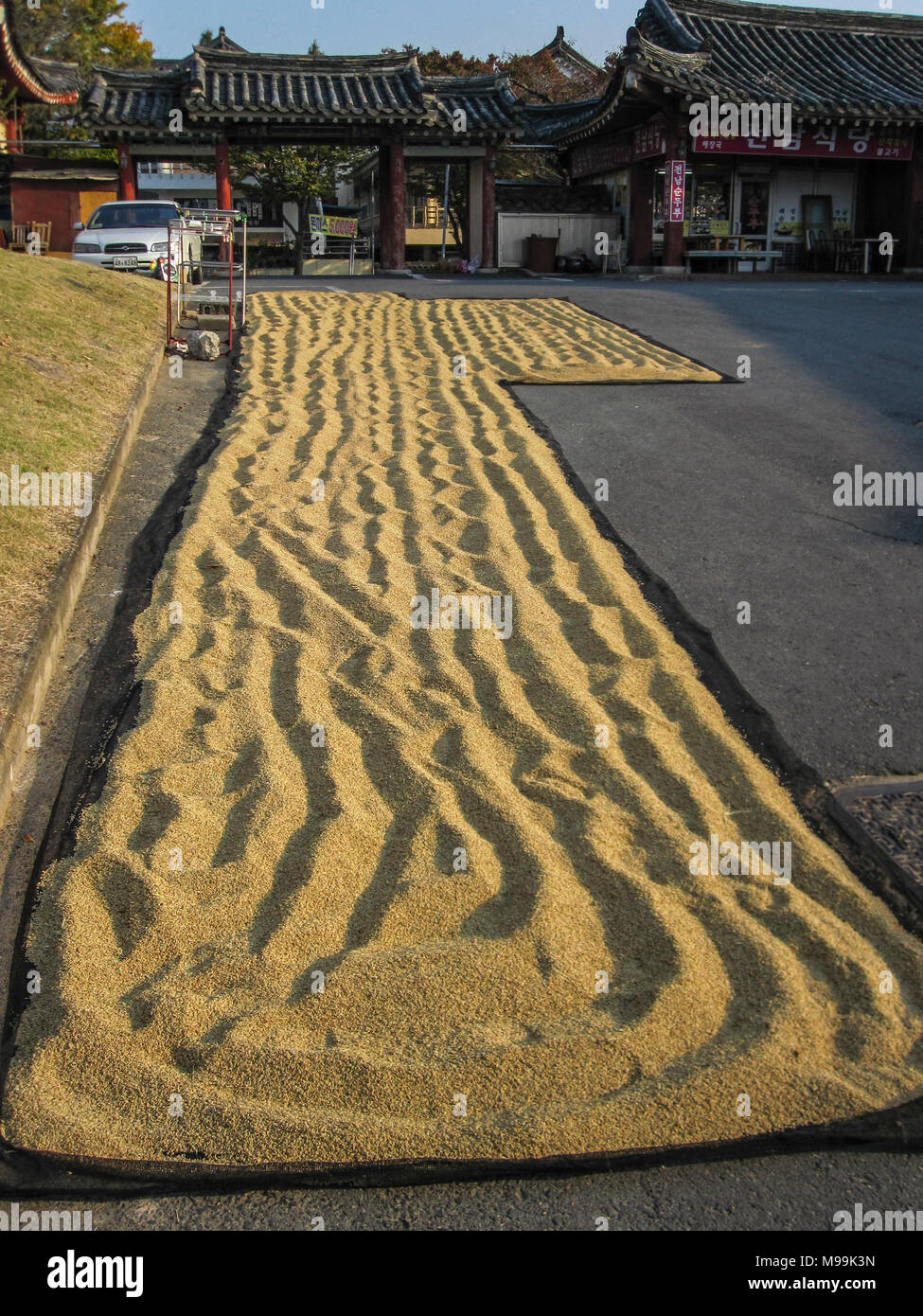 Drying rice on the road. The rice is spread on black mesh and left to ...