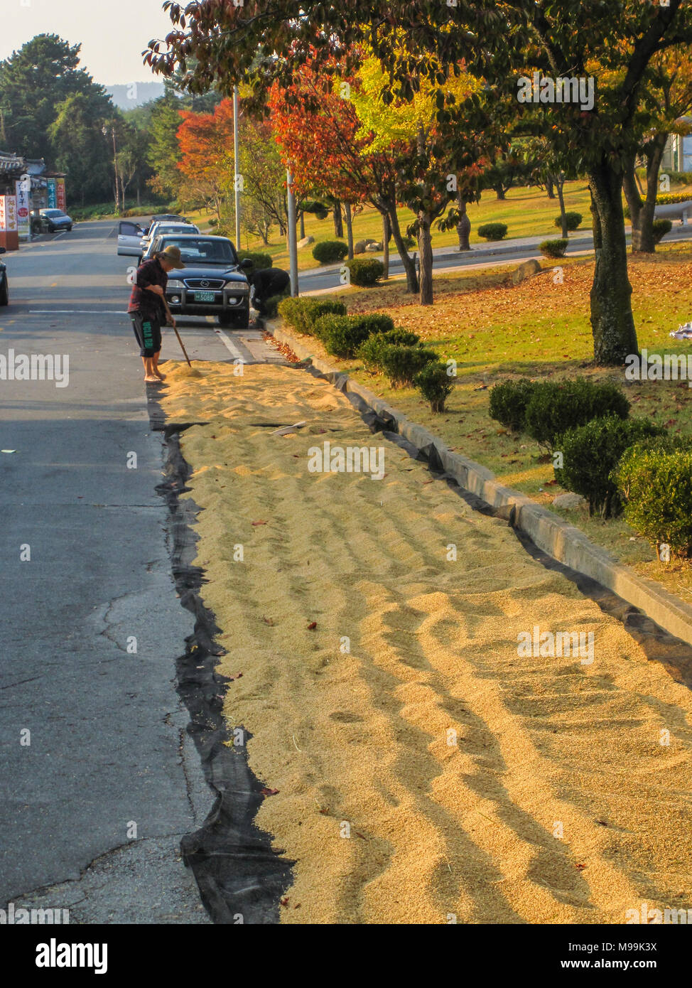 Korean farmer drying rice on the road. The rice is spread on black mesh ...