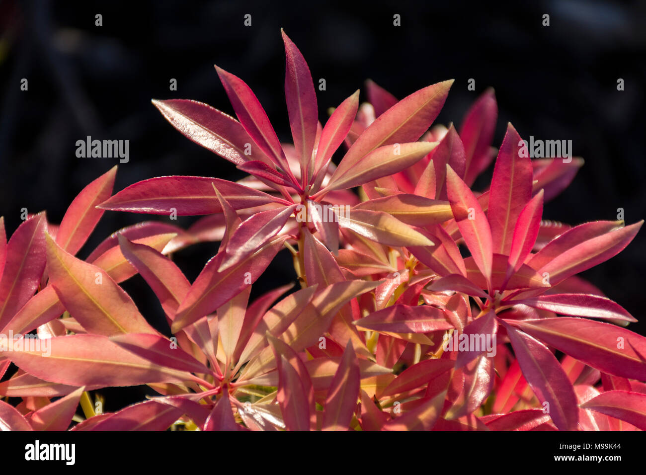 The beauty of Spring season Stock Photo - Alamy