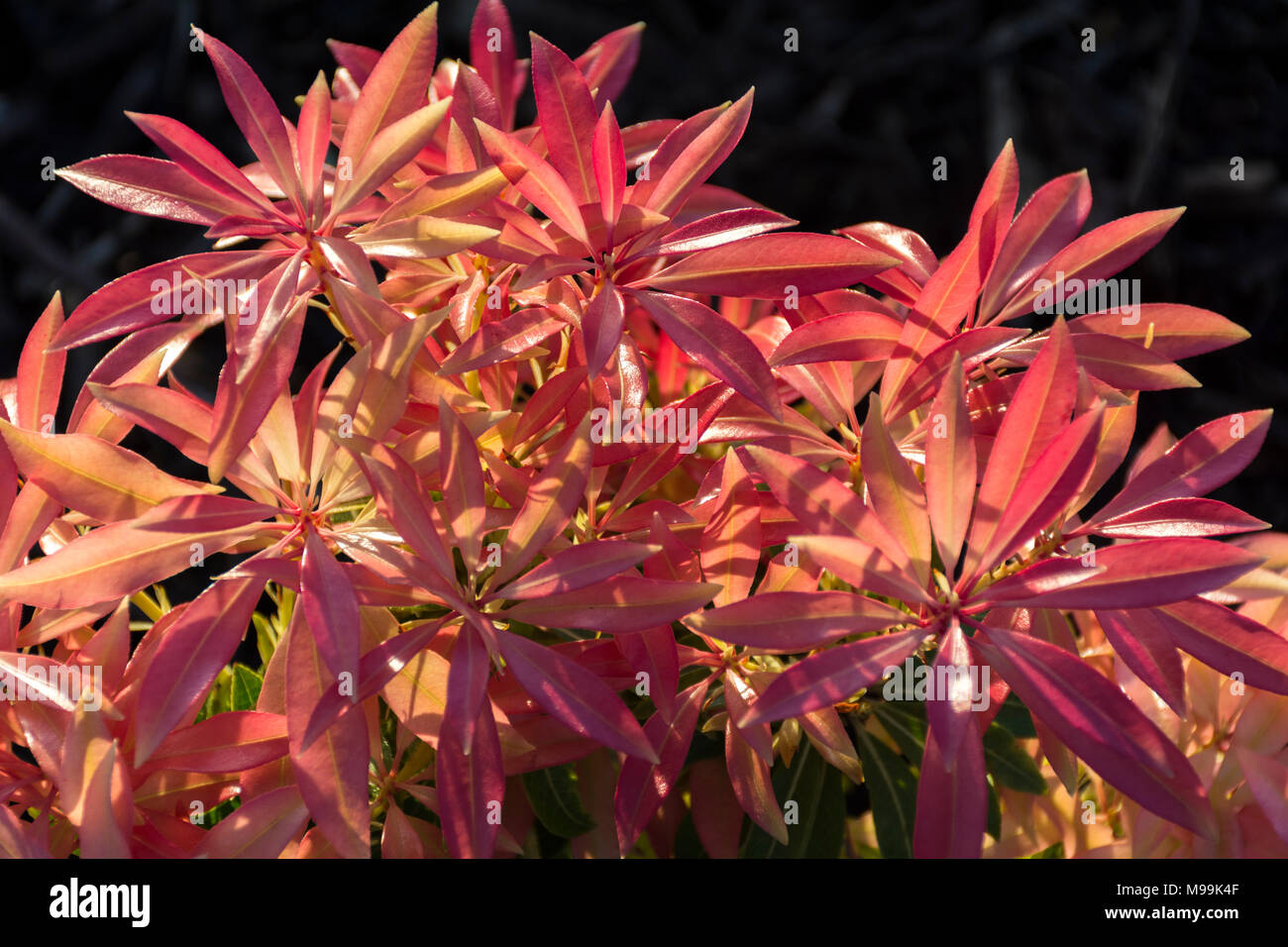 The beauty of Spring season Stock Photo - Alamy