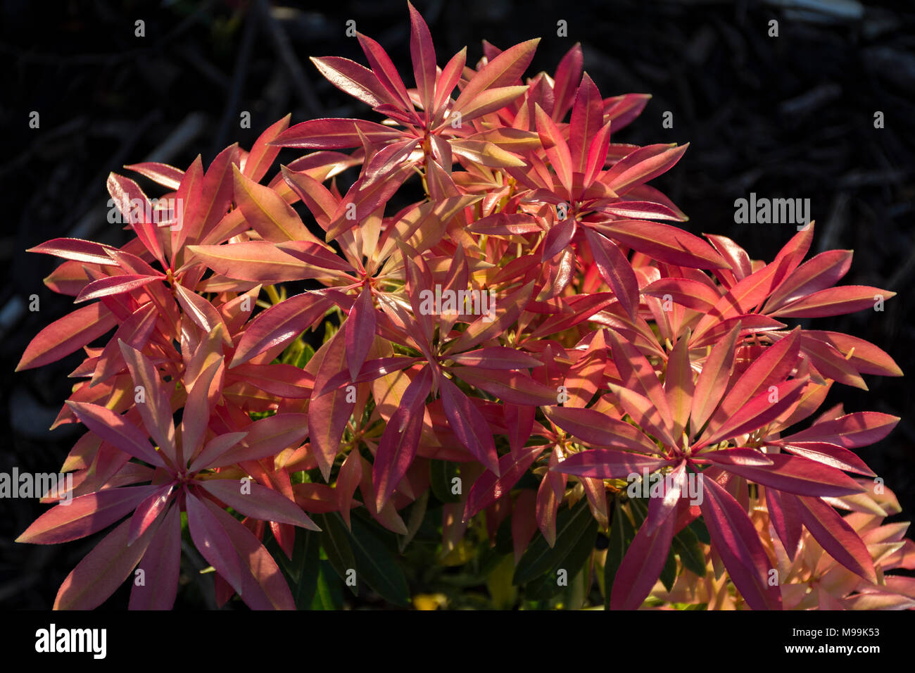 The beauty of Spring season Stock Photo - Alamy