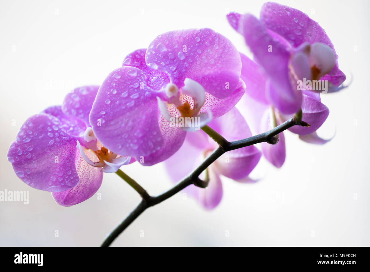 Beautiful Phalaenopsis orchid flowers. Pink orchid flower Stock Photo ...