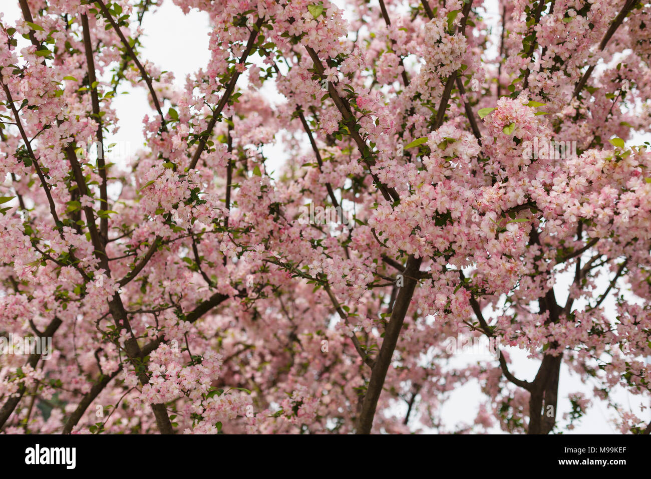 Pink cherry blossoms in full bloom in spring Stock Photo - Alamy