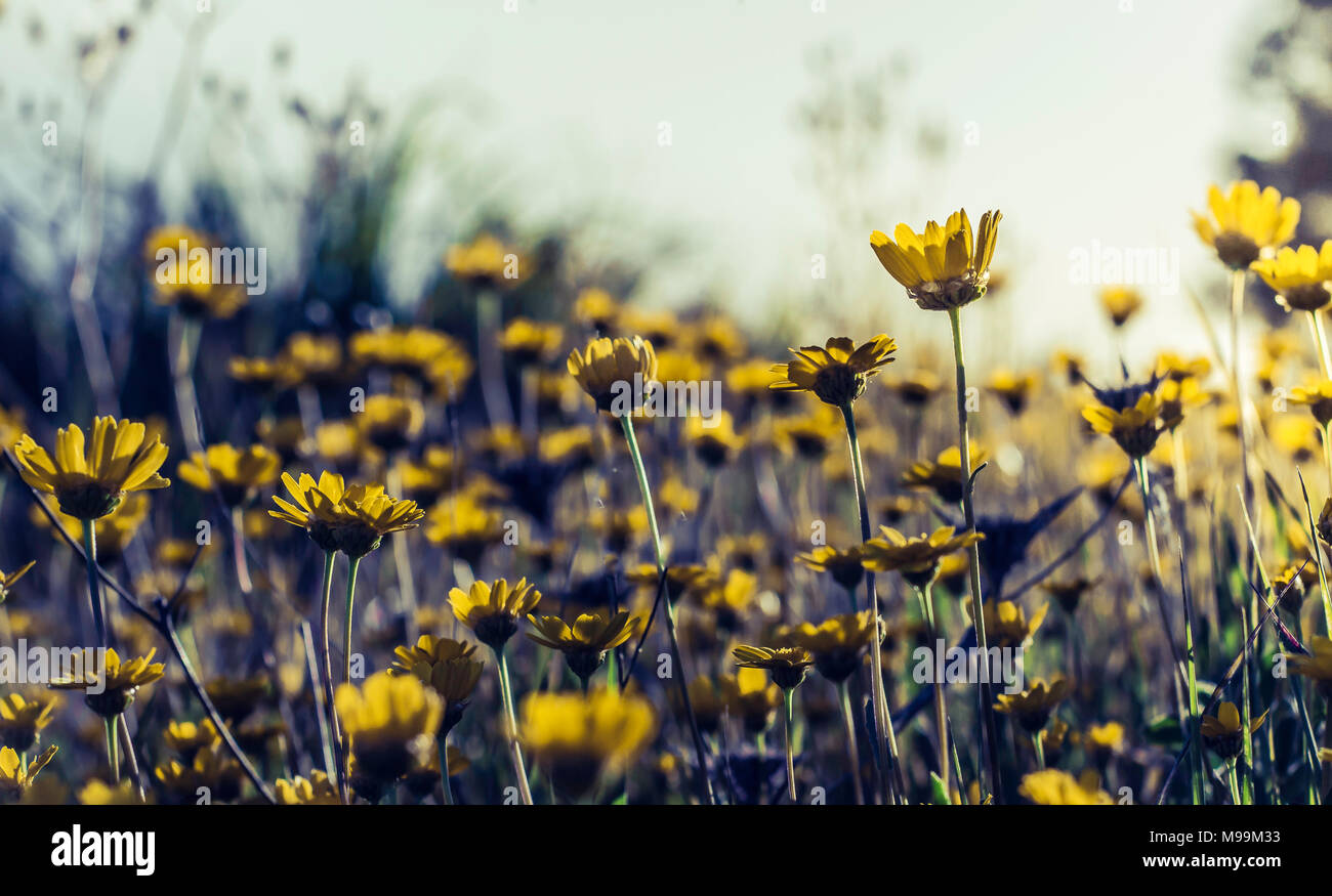 Field Of Yellow Daisies Tumblr
