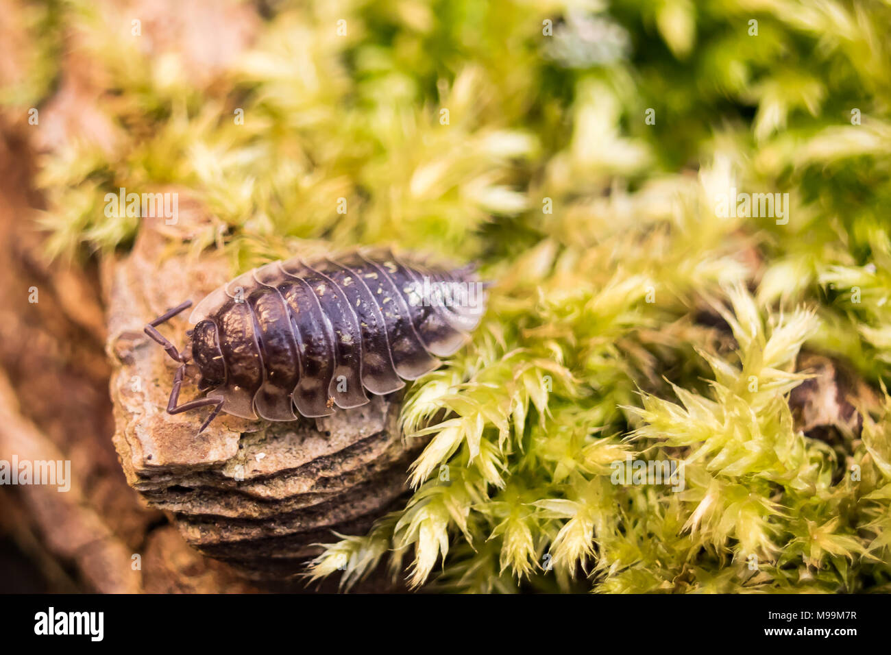 Roly poly bug hi-res stock photography and images - Alamy