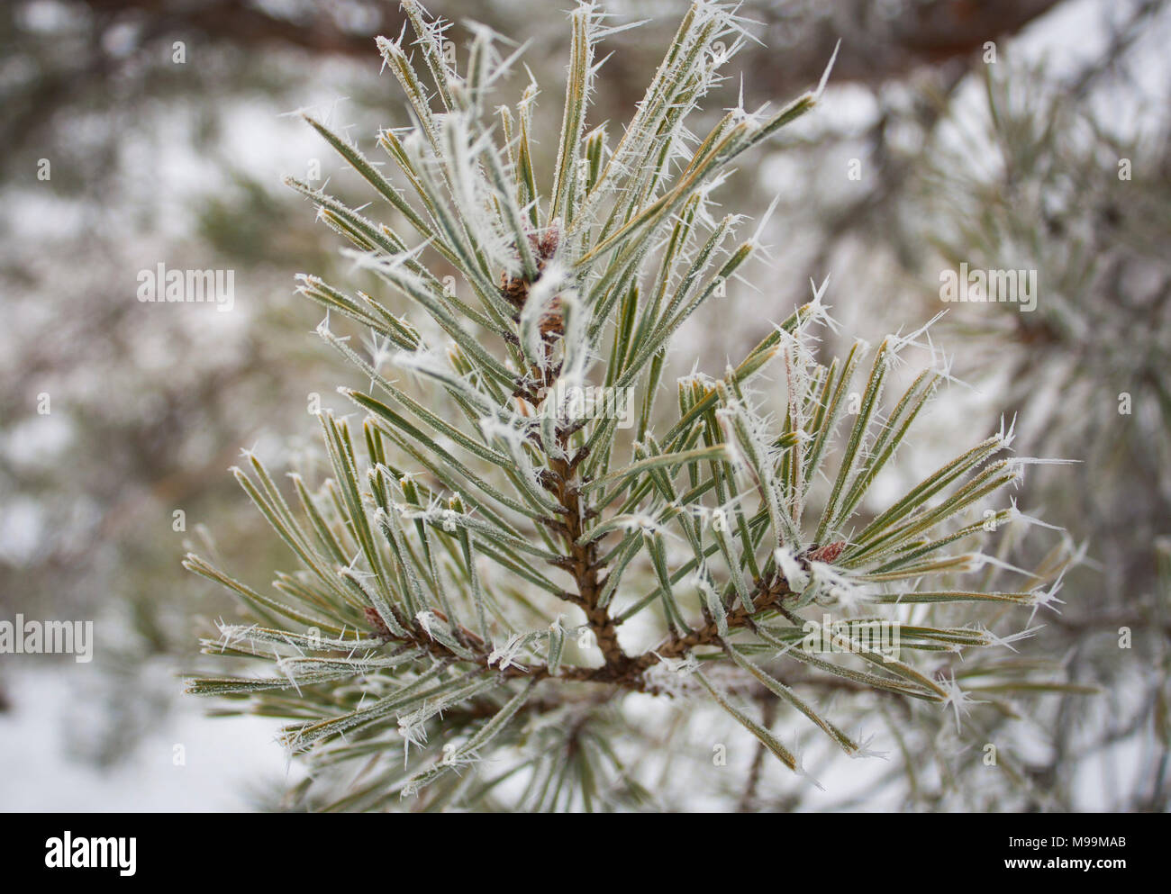 Frozen crystals on the needles of a pine branch Stock Photo - Alamy