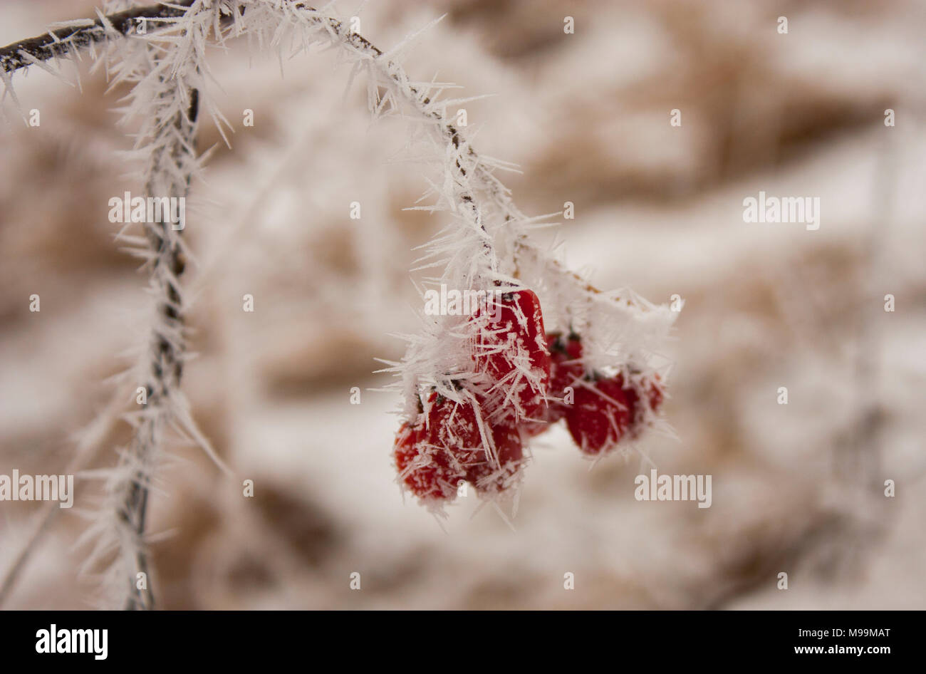 Frozen red berries with frost crystals on a branch Stock Photo - Alamy