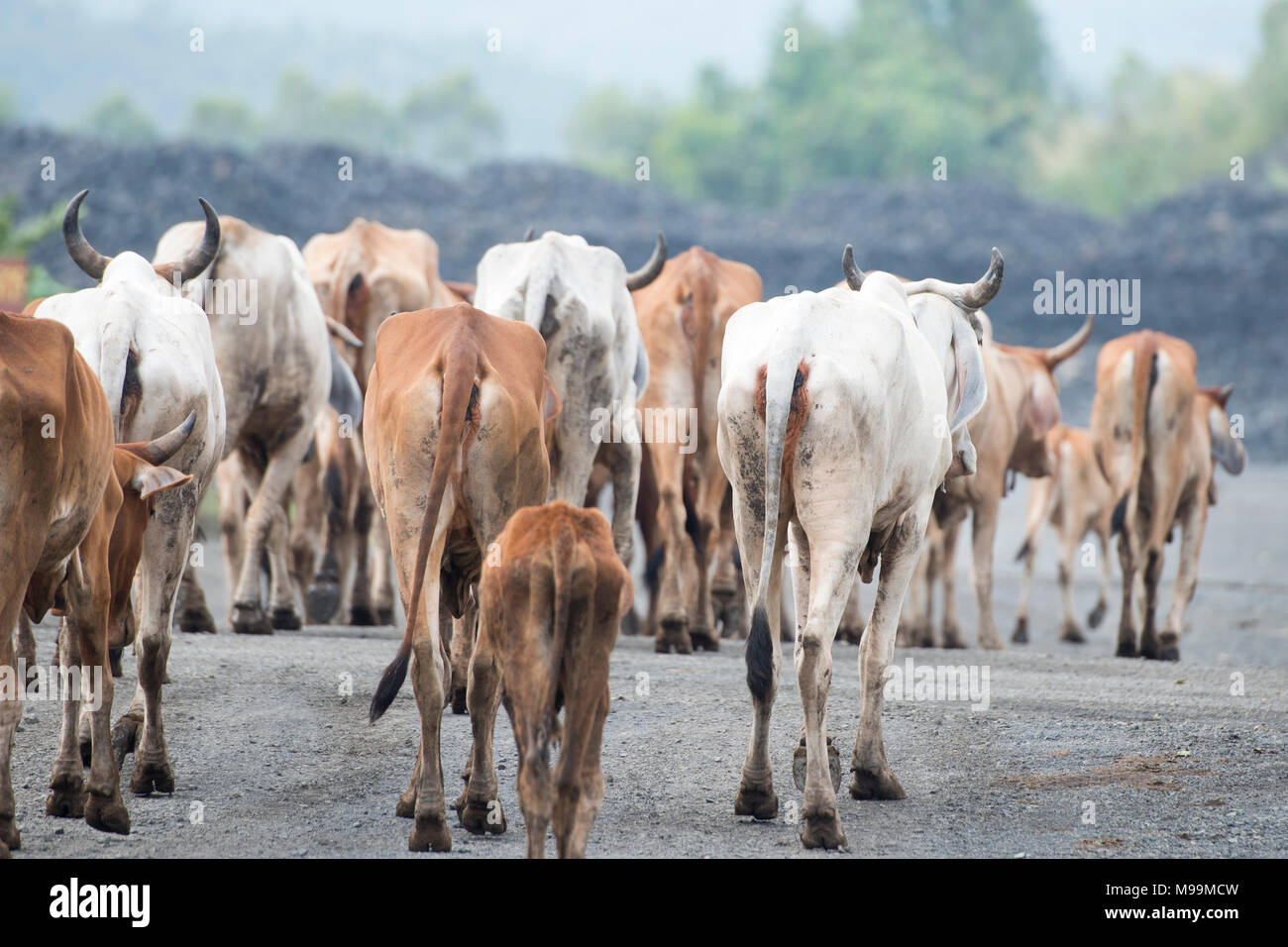 cows on a road near the city of Buriram in the province of Buri Ram in ...