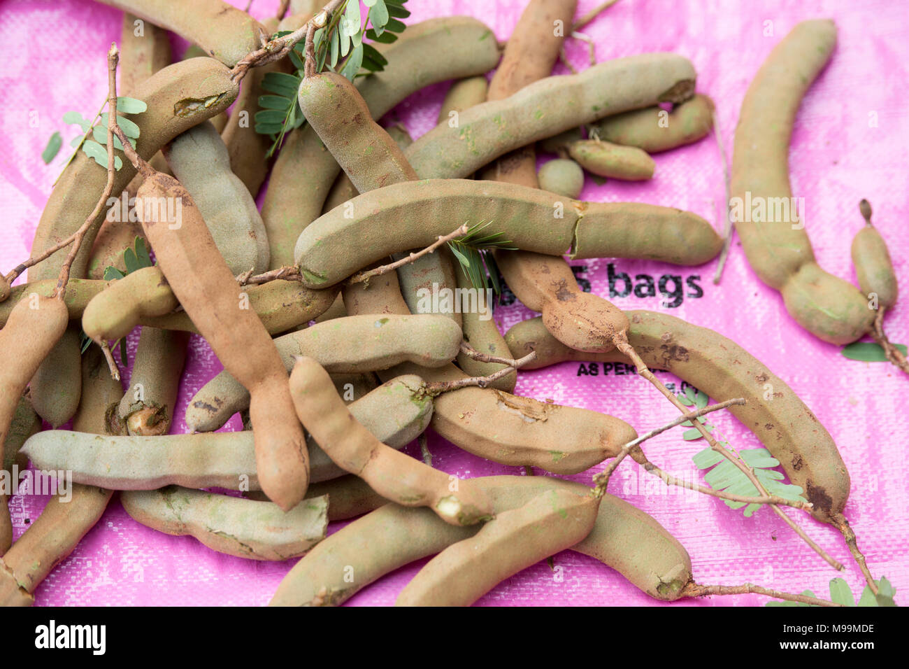 a women at a Tamarind tree at the wat khao Angkhan south of the city of ...