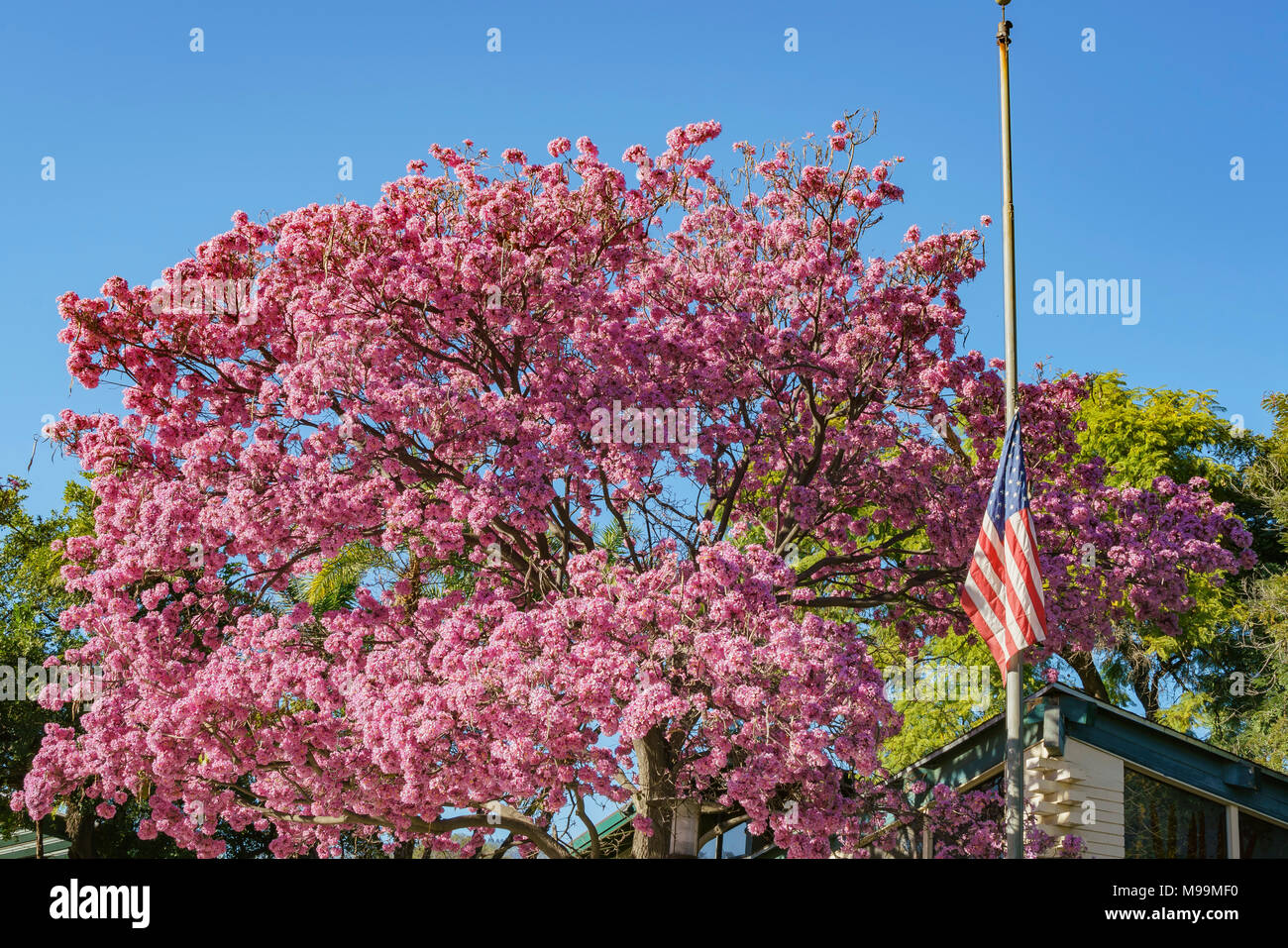 Super blossom of Handroanthus impetiginosus, photo took at Los Angeles ...