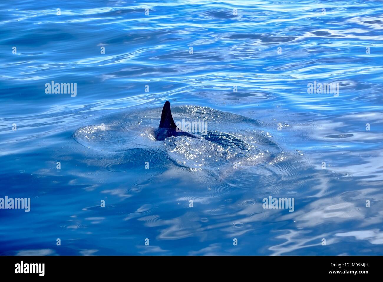 On a calm day, a dolphin surfaces with barely a ripple Stock Photo - Alamy
