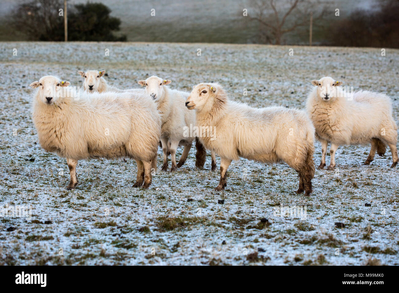 Sheep Followers High Resolution Stock Photography and Images - Alamy