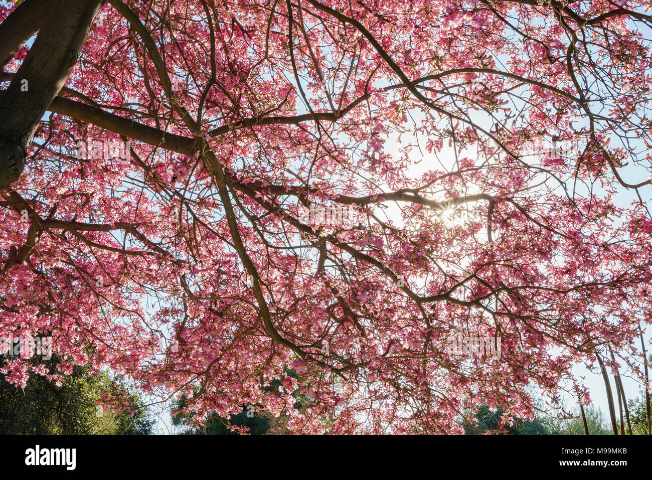 Super blossom of Handroanthus impetiginosus, photo took at Los Angeles ...