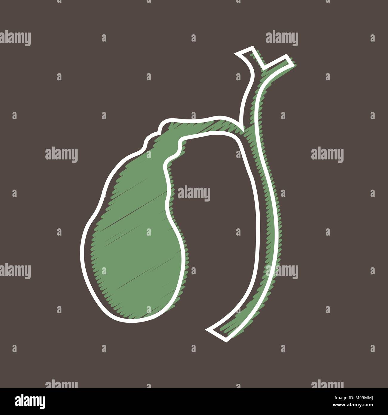 Medical Illustration of Human gallbladder anatomy. 10 eps Stock Vector ...