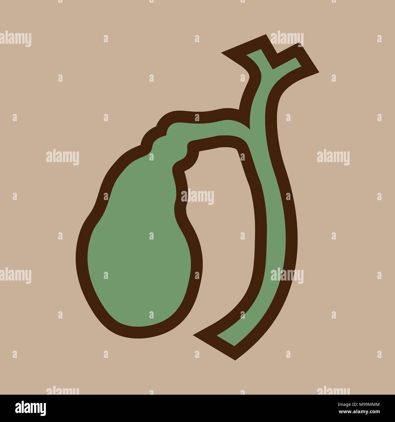 Medical Illustration of Human gallbladder anatomy. 10 eps Stock Vector ...