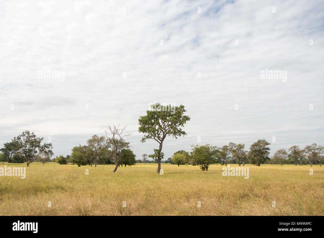 a field and Landscape near the city of Buriram in the province of Buri ...