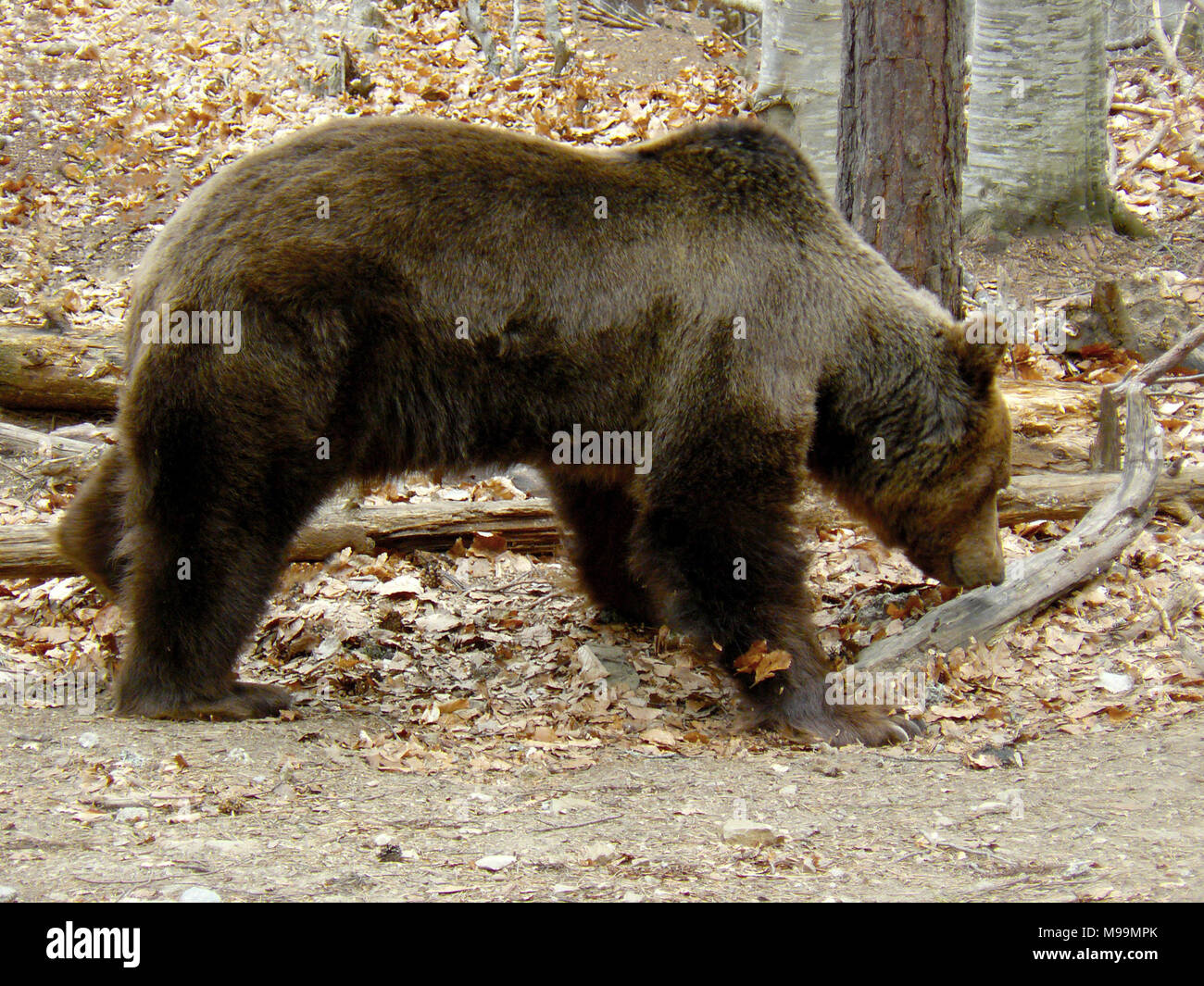 Brown bear, Ursus arctos in Rila Mountain, Bulgaria Stock Photo - Alamy