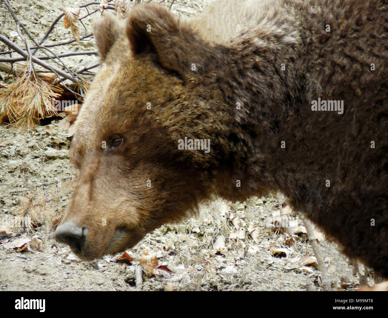 Mammals of bulgaria hi-res stock photography and images - Alamy