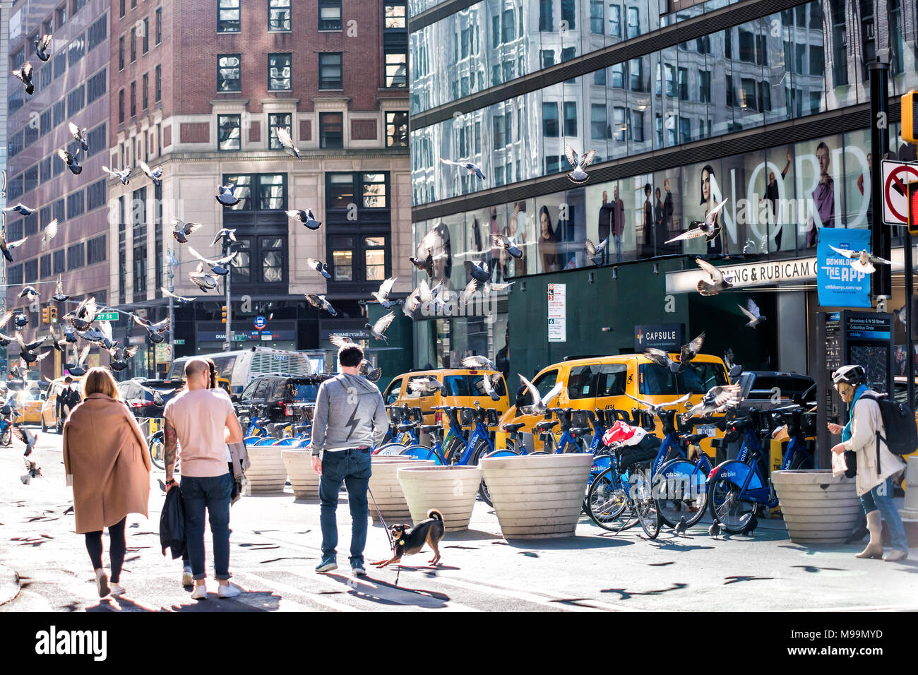 New York City, USA - October 28, 2017: Many pigeon birds flock flying ...