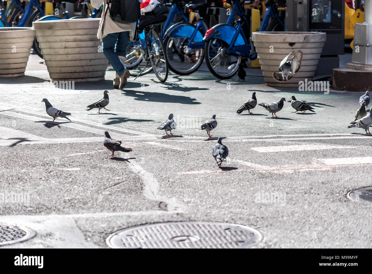 Many pigeon birds flock flying in Midtown Manhattan New York City NYC ...