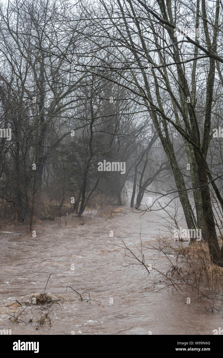 swollen muddy stream through the woods overflowing its banks while it ...