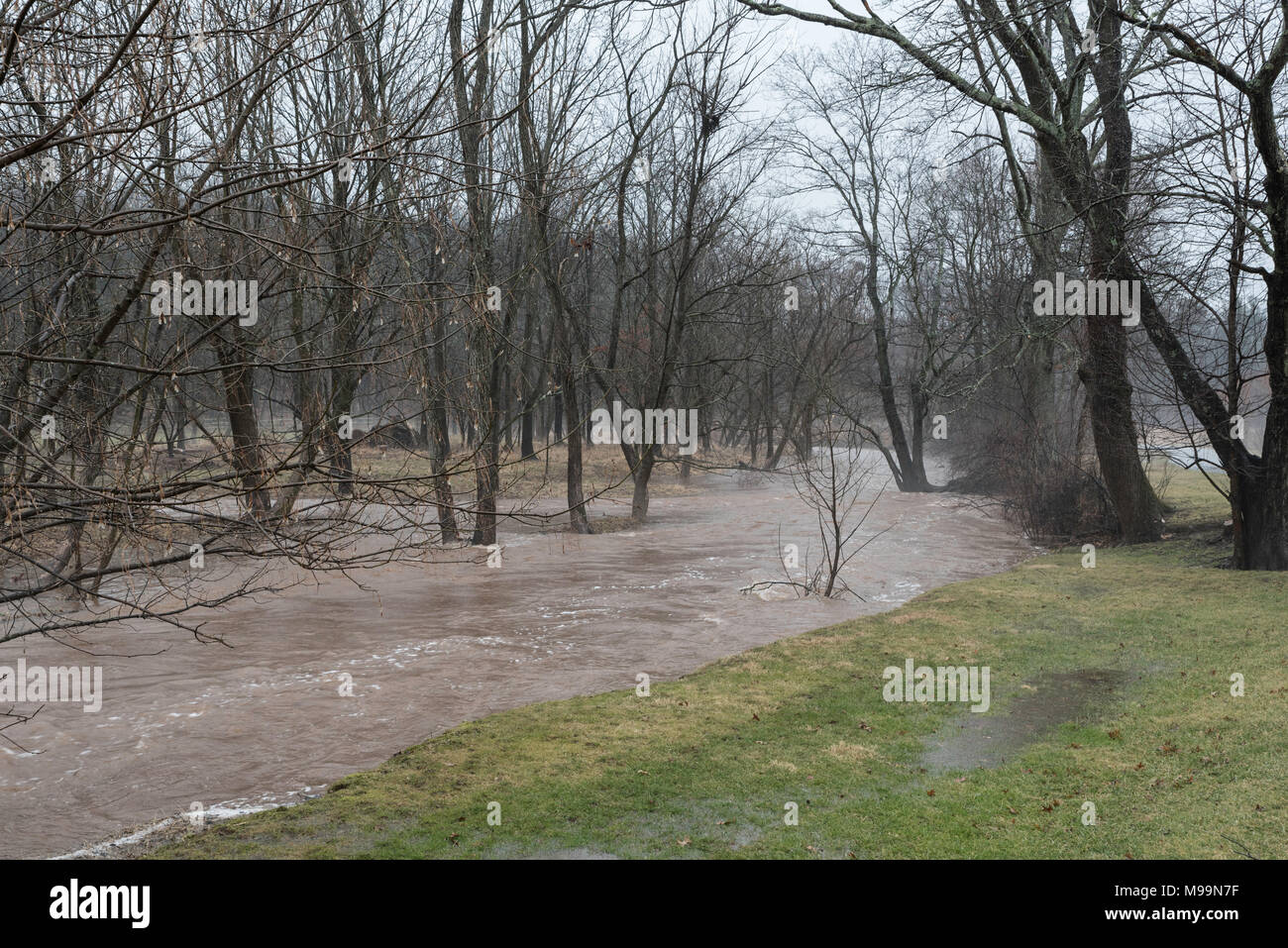 swollen muddy stream through the woods overflowing its banks while it ...