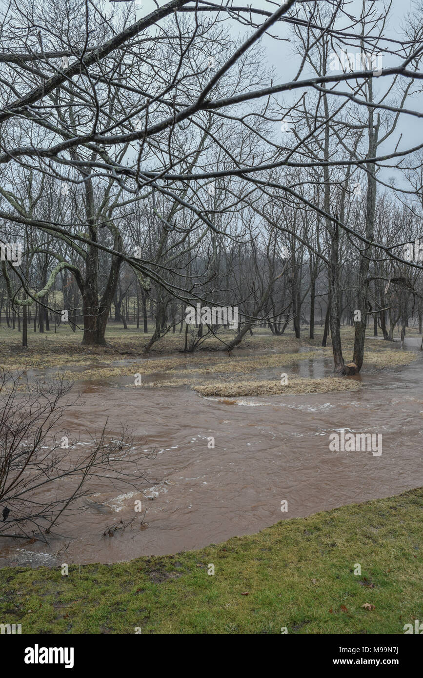 swollen muddy stream through the woods overflowing its banks while it ...
