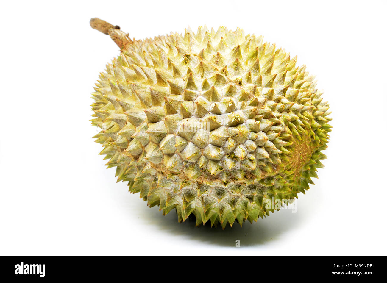 Durian fruit isolated on white background.The durian is distinctive for ...
